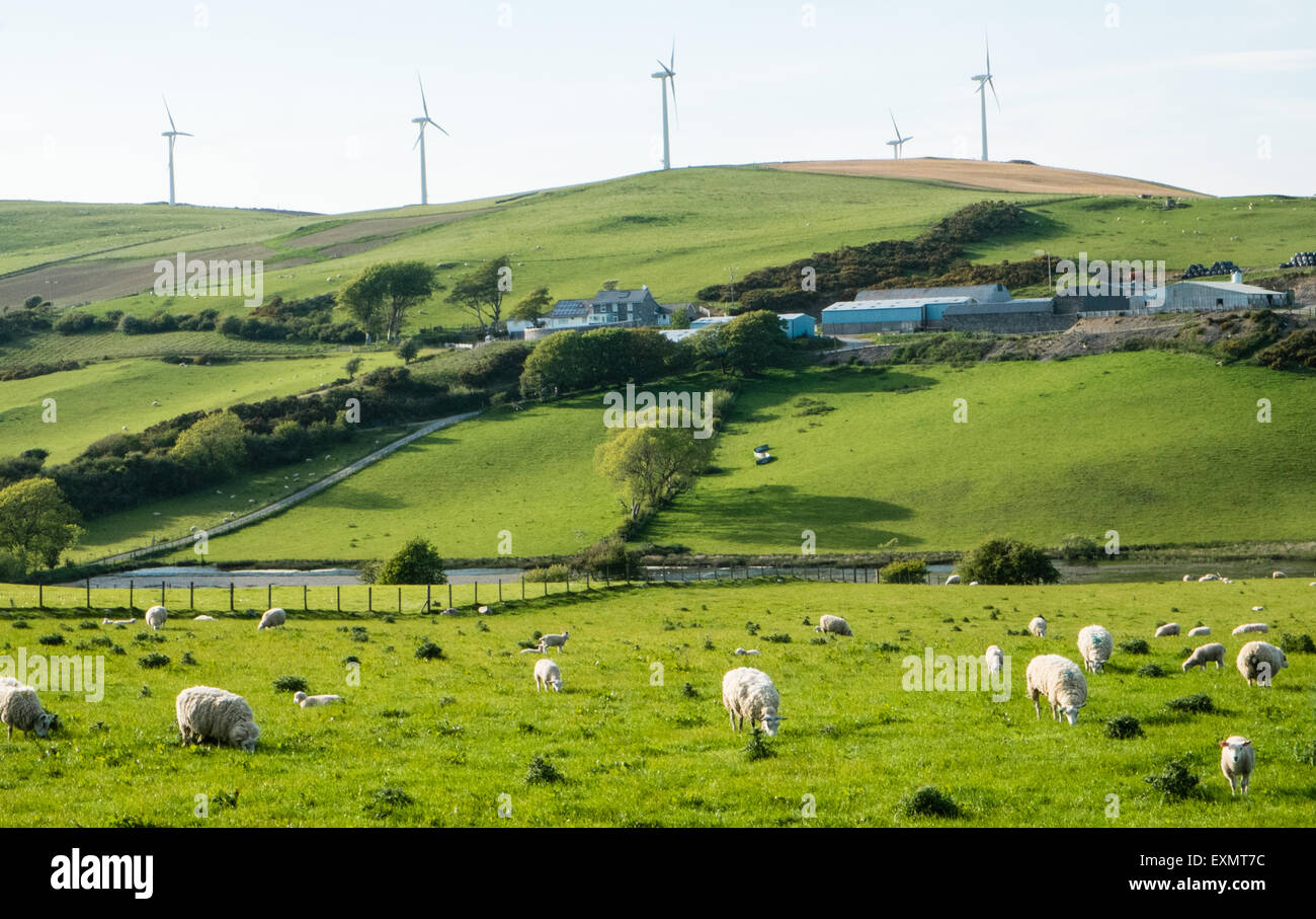 Sheep grazing below Mynydd Gorddu E-On wind farm upland area of ...