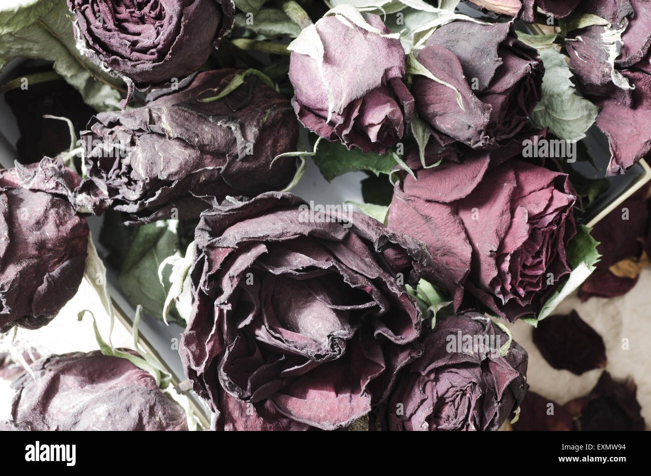 Dried roses and withered roses hi-res stock photography and images - Alamy