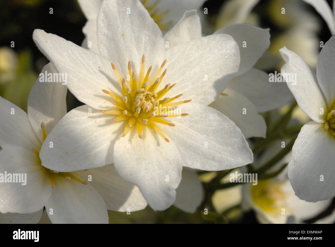 Clematis cartmanii hi-res stock photography and images - Alamy