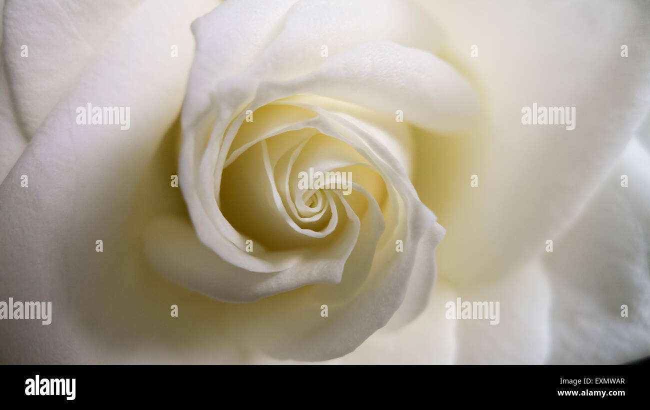 Curled up flower hi-res stock photography and images - Alamy