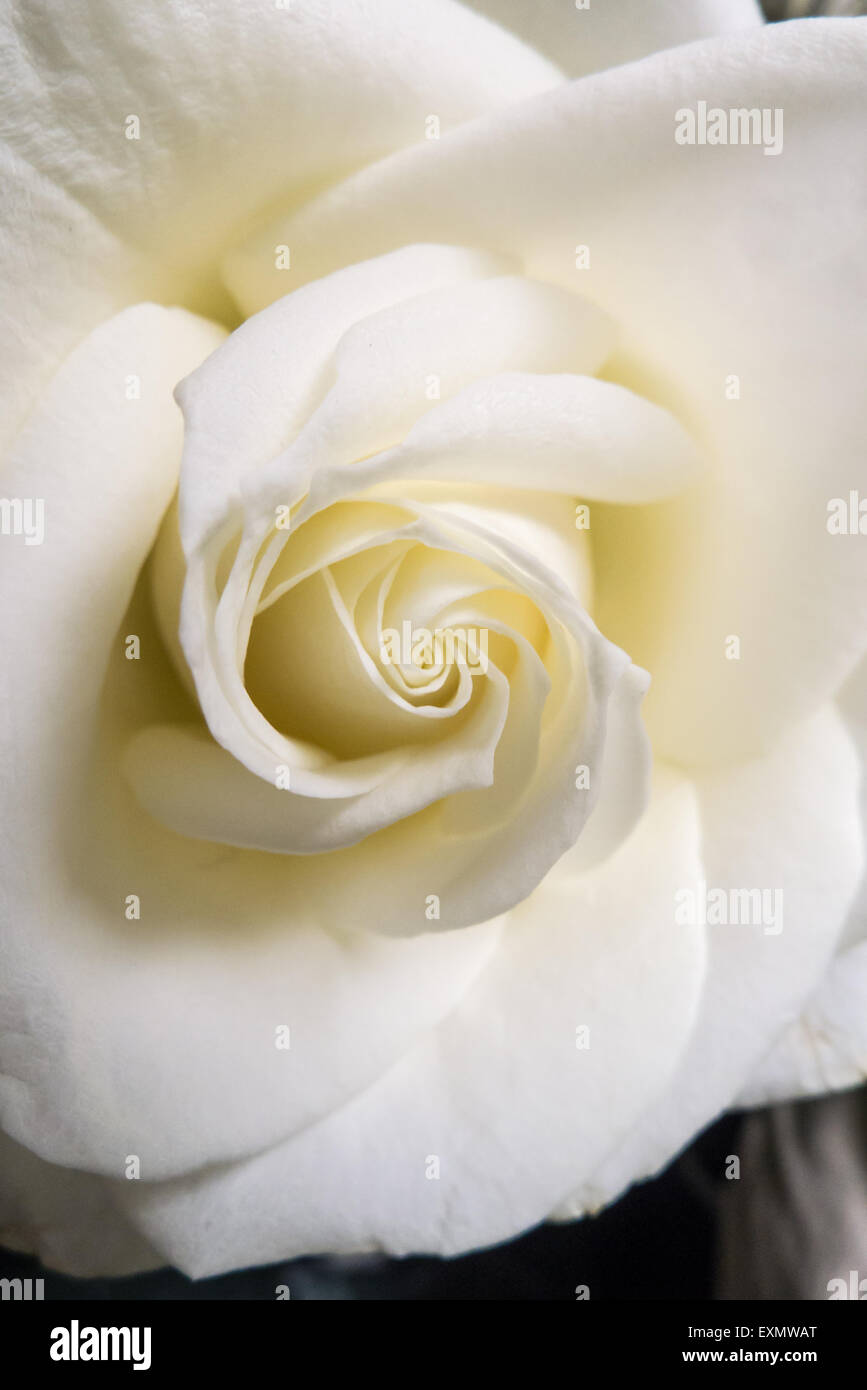 Bedfordshire, England. Close-up of a white rose flower Stock Photo - Alamy