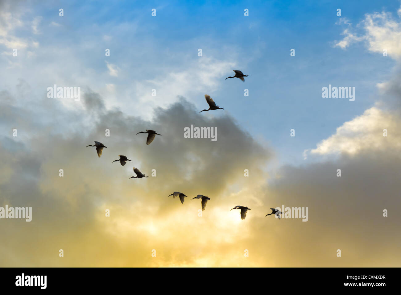 White and orange birds hi-res stock photography and images - Alamy