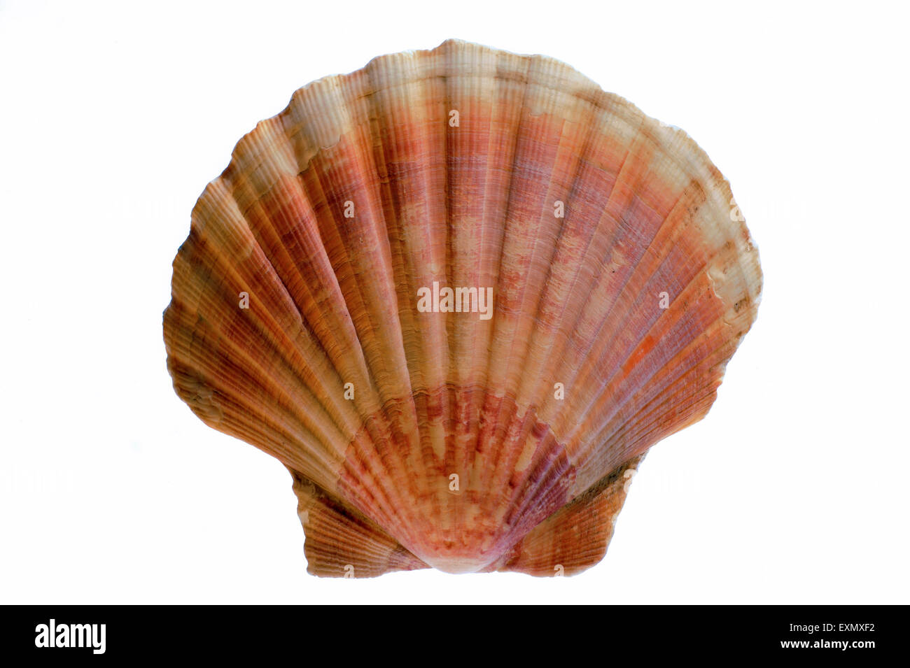 Mediterranean scallop (Pecten jacobeus) shell on white background Stock ...
