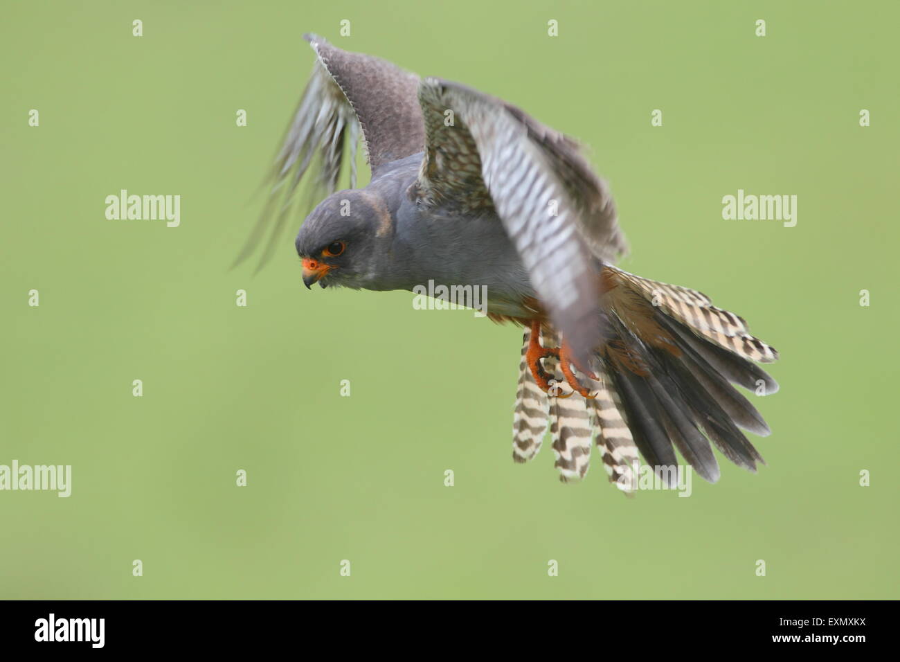 Red footed falcon Stock Photo - Alamy
