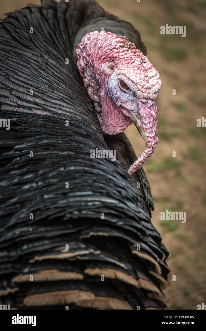 Turkey snood hi-res stock photography and images - Alamy