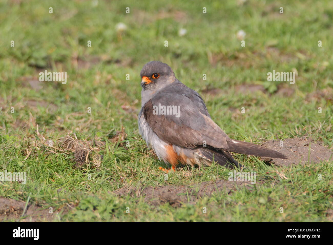Red footed falcon Stock Photo - Alamy