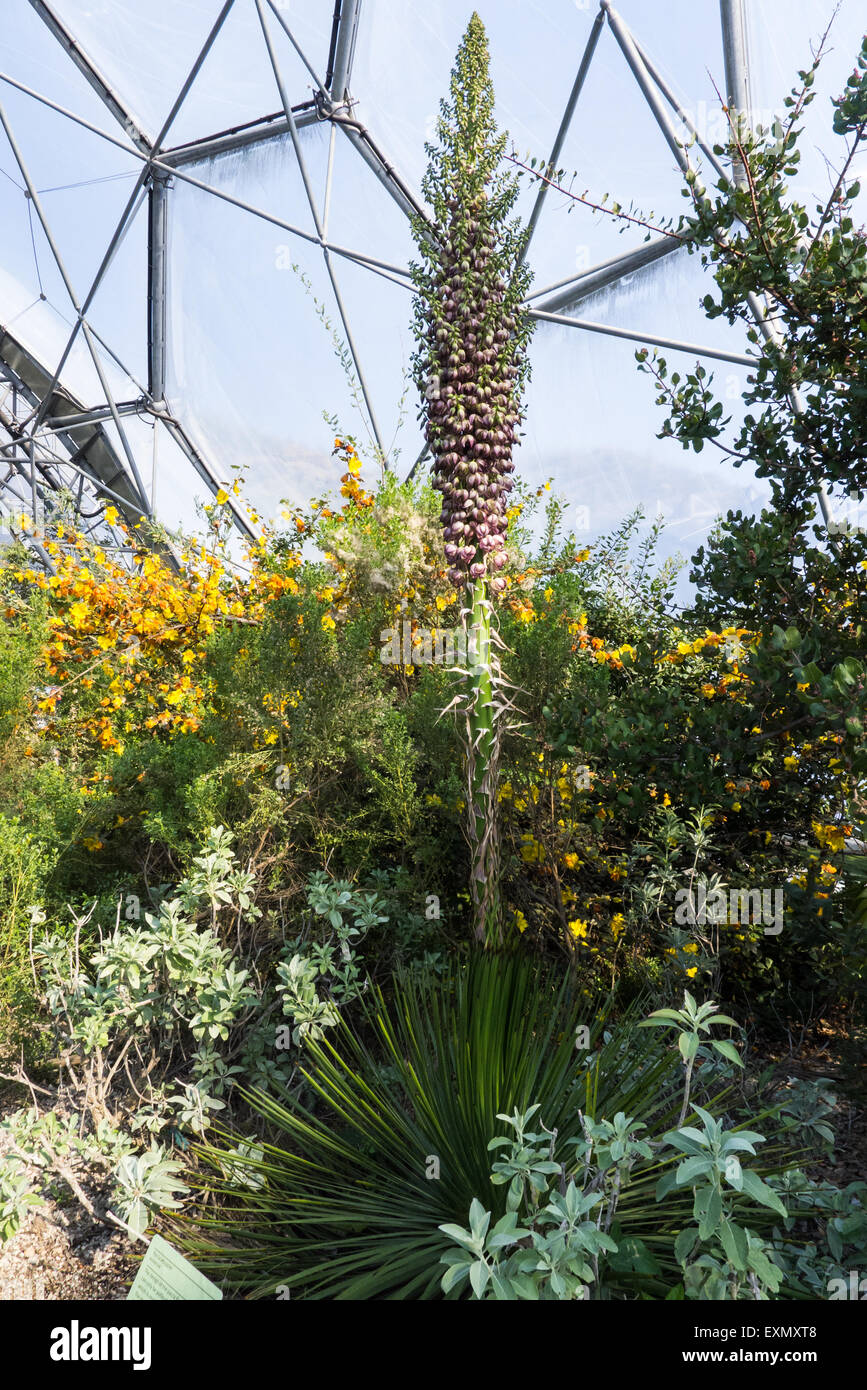 Mediterranean biodiversity plants in hi-res stock photography and ...