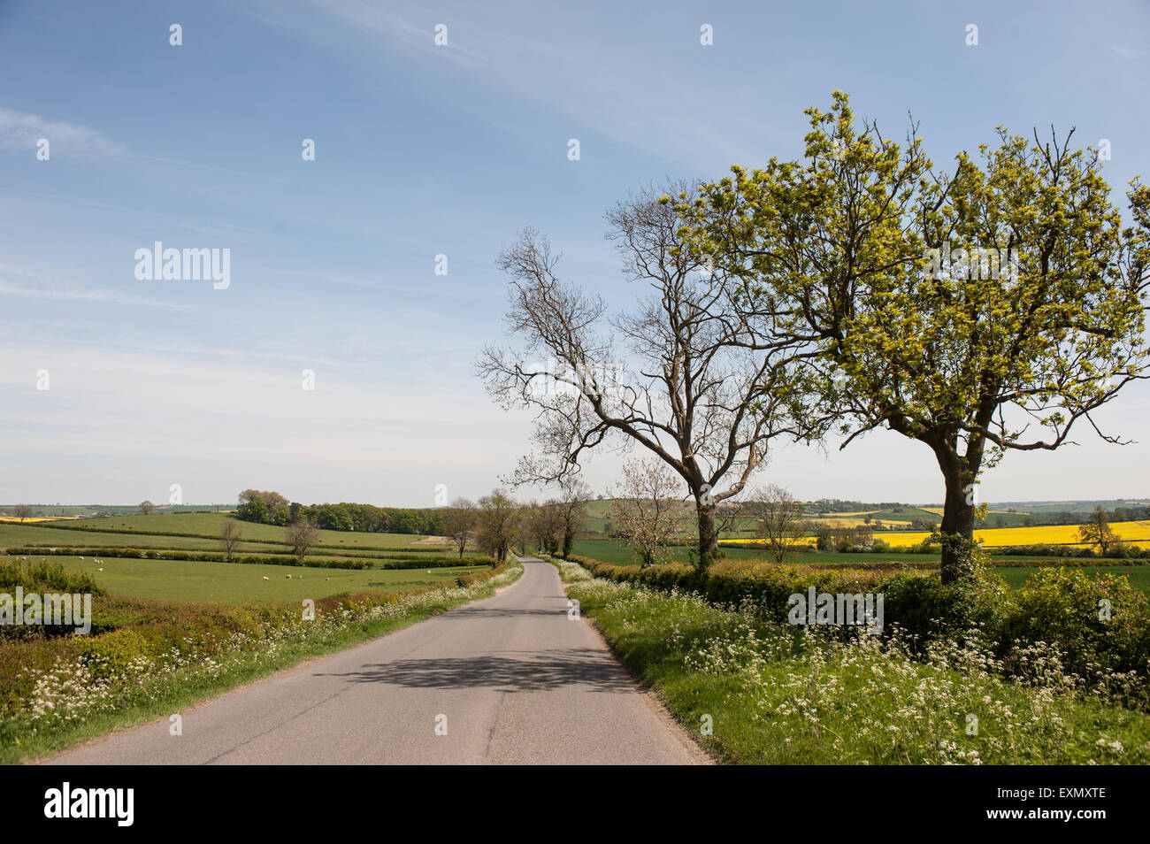 Northamptonshire countryside, England. Road with spring flowers Stock ...