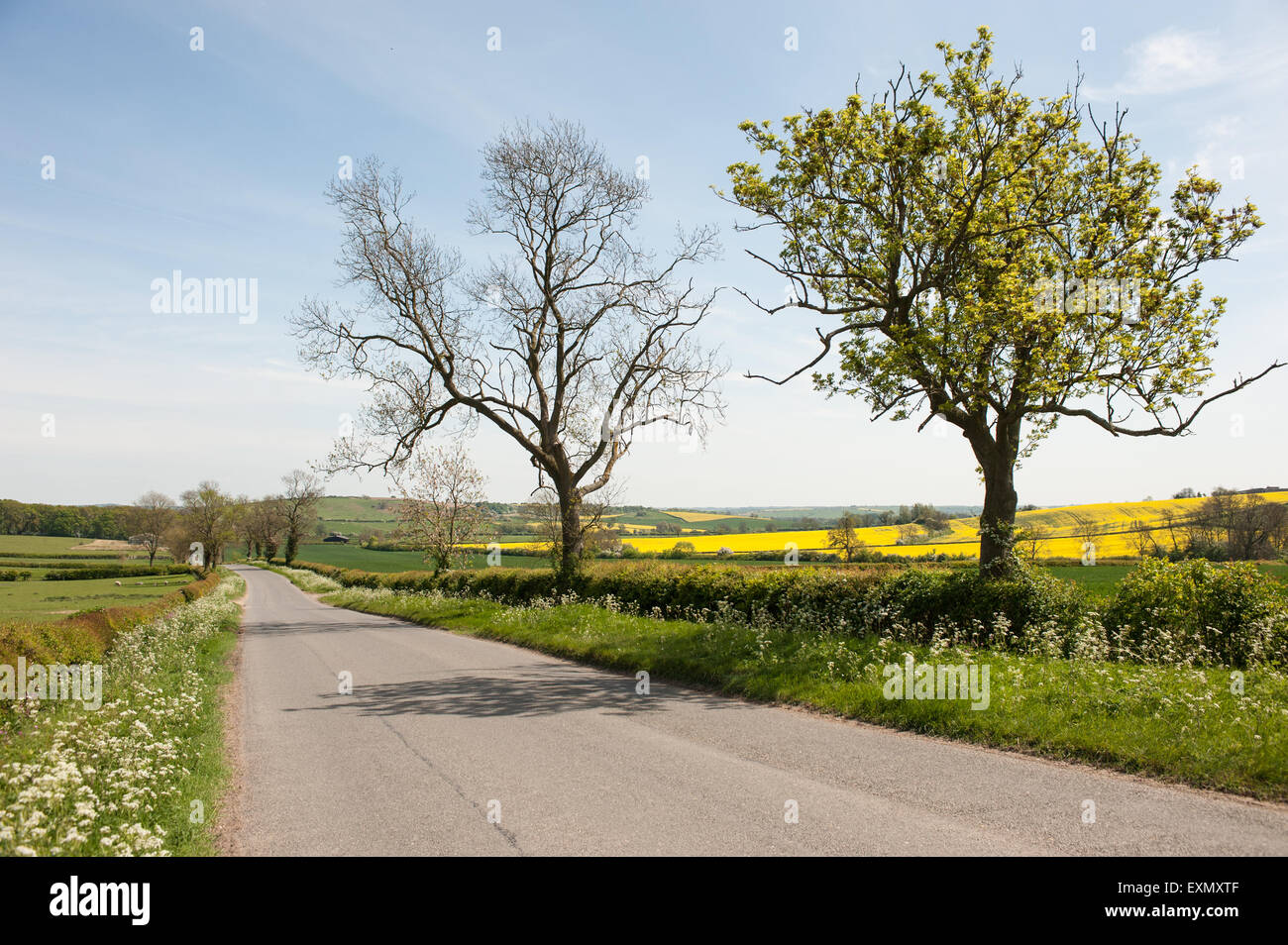 Northamptonshire countryside, England. Road with spring flowers Stock ...