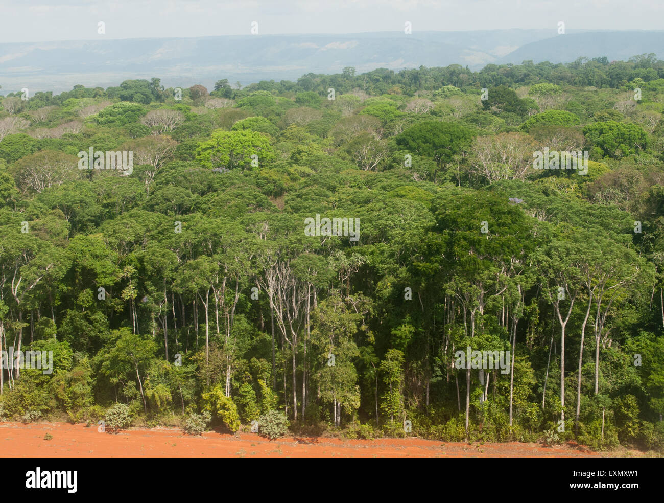 Brazil forest hi-res stock photography and images - Alamy