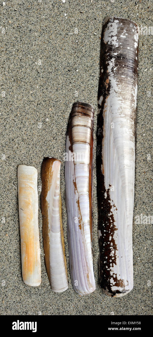 Solenidae shells: Pod razor Ensis siliqua, Sword razor Ensis arcuatus ...