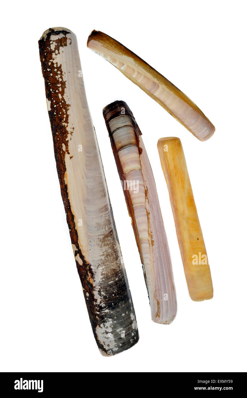 Razor fish shells High Resolution Stock Photography and Images - Alamy