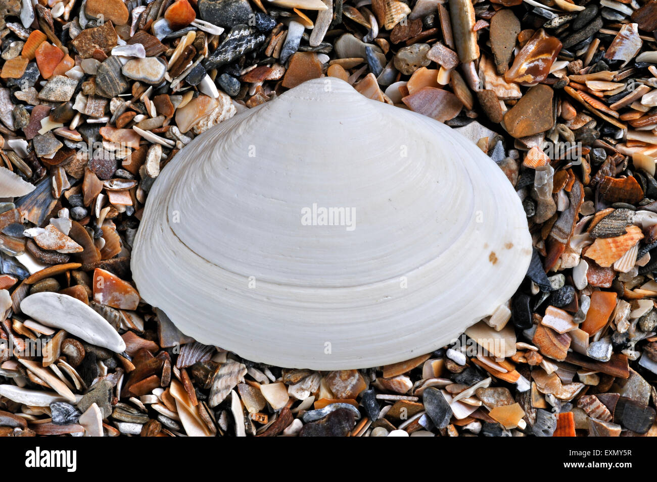 Atlantic surf clam (Spisula solida) shell washed on beach Stock Photo ...