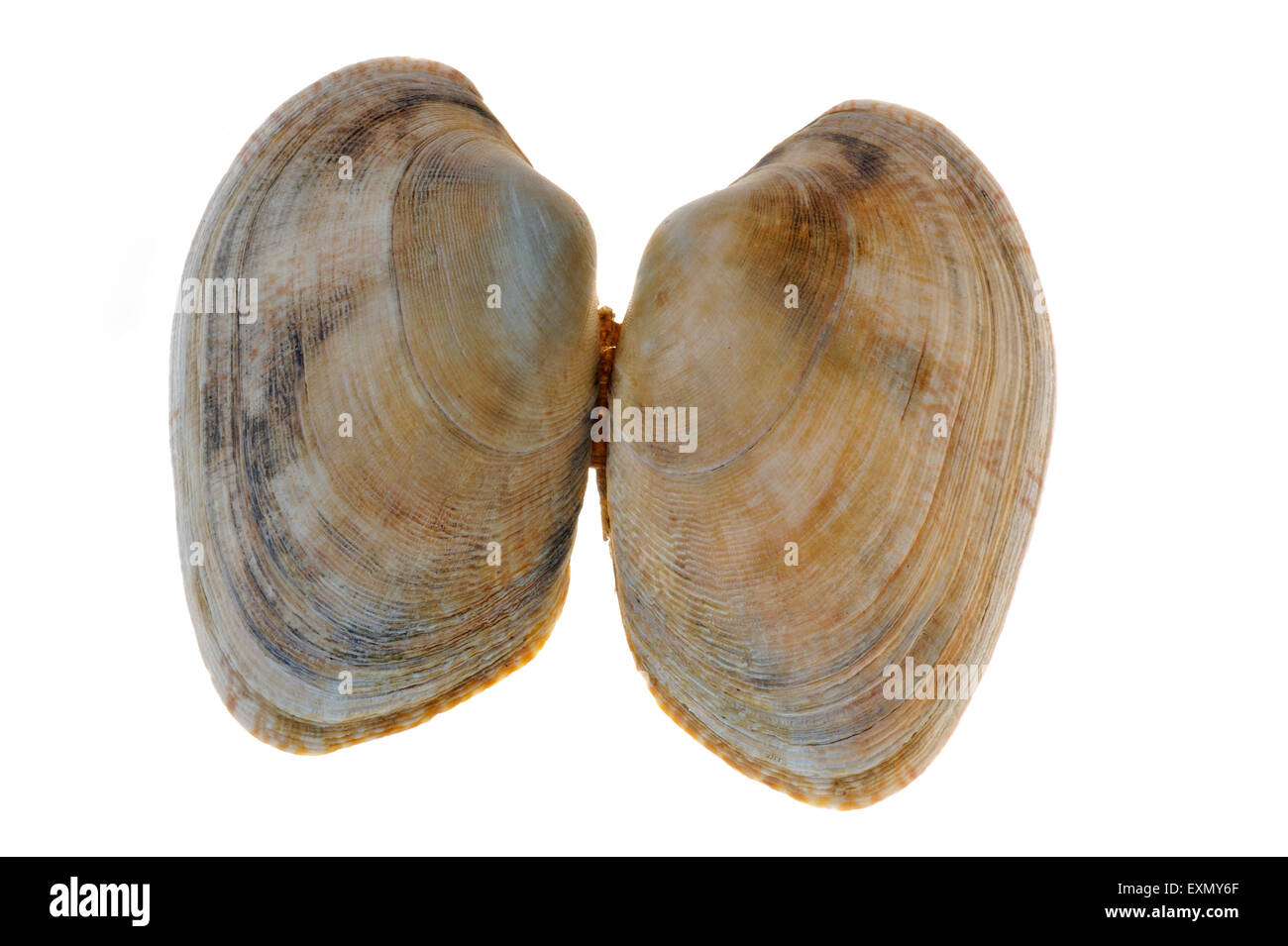 Pullet carpet shell (Venerupis senegalensis) on white background Stock ...