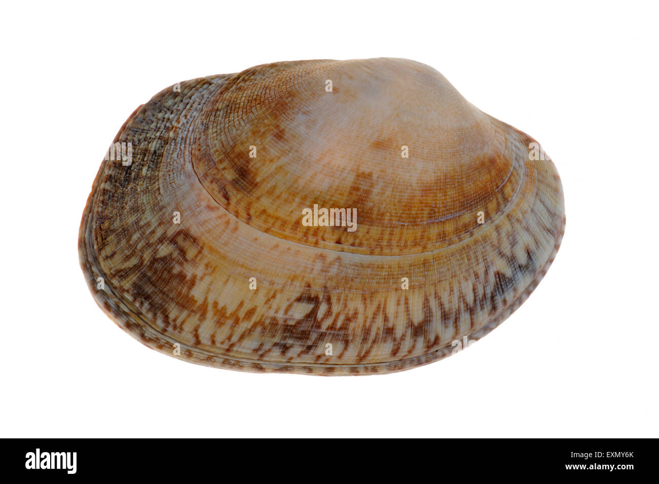 Pullet carpet shell (Venerupis senegalensis) on white background Stock ...