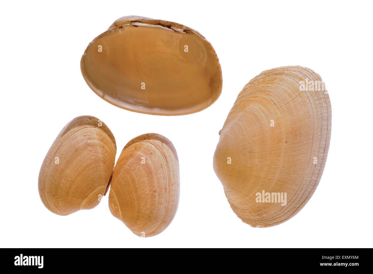 Pullet carpet shells (Venerupis senegalensis) on white background Stock ...