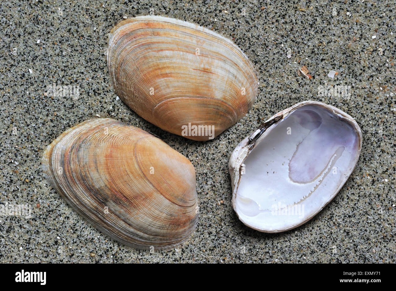 Pullet carpet shells (Venerupis senegalensis) washed on beach Stock ...