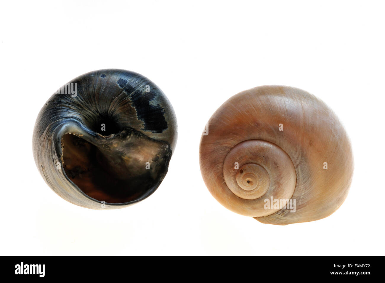 Large necklace shells (Euspira catena / Natica catena / Polinices ...