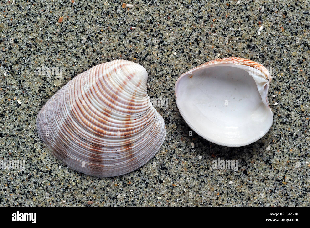 Striped mollusc shell hi-res stock photography and images - Alamy