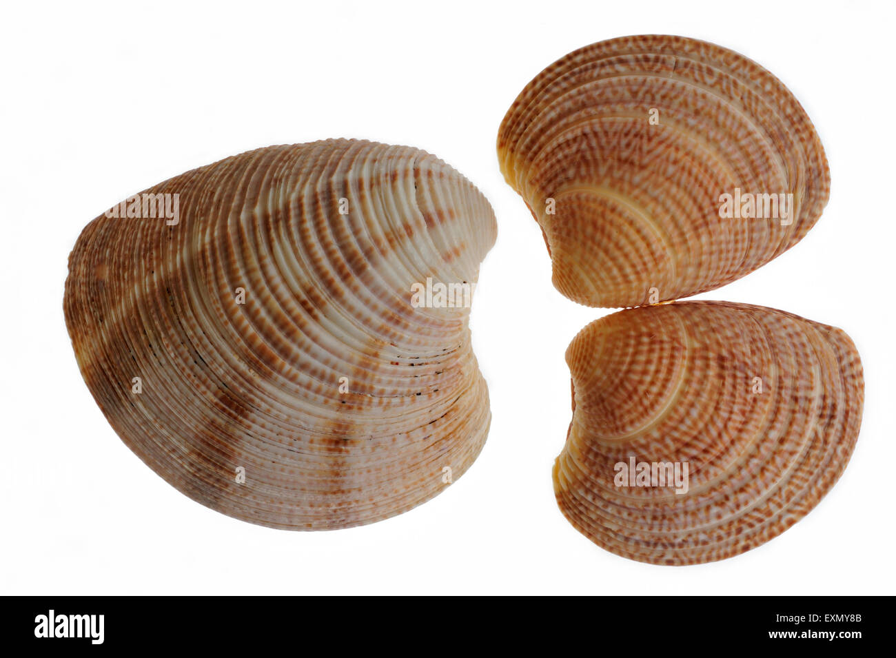 Venus shell hi-res stock photography and images - Alamy