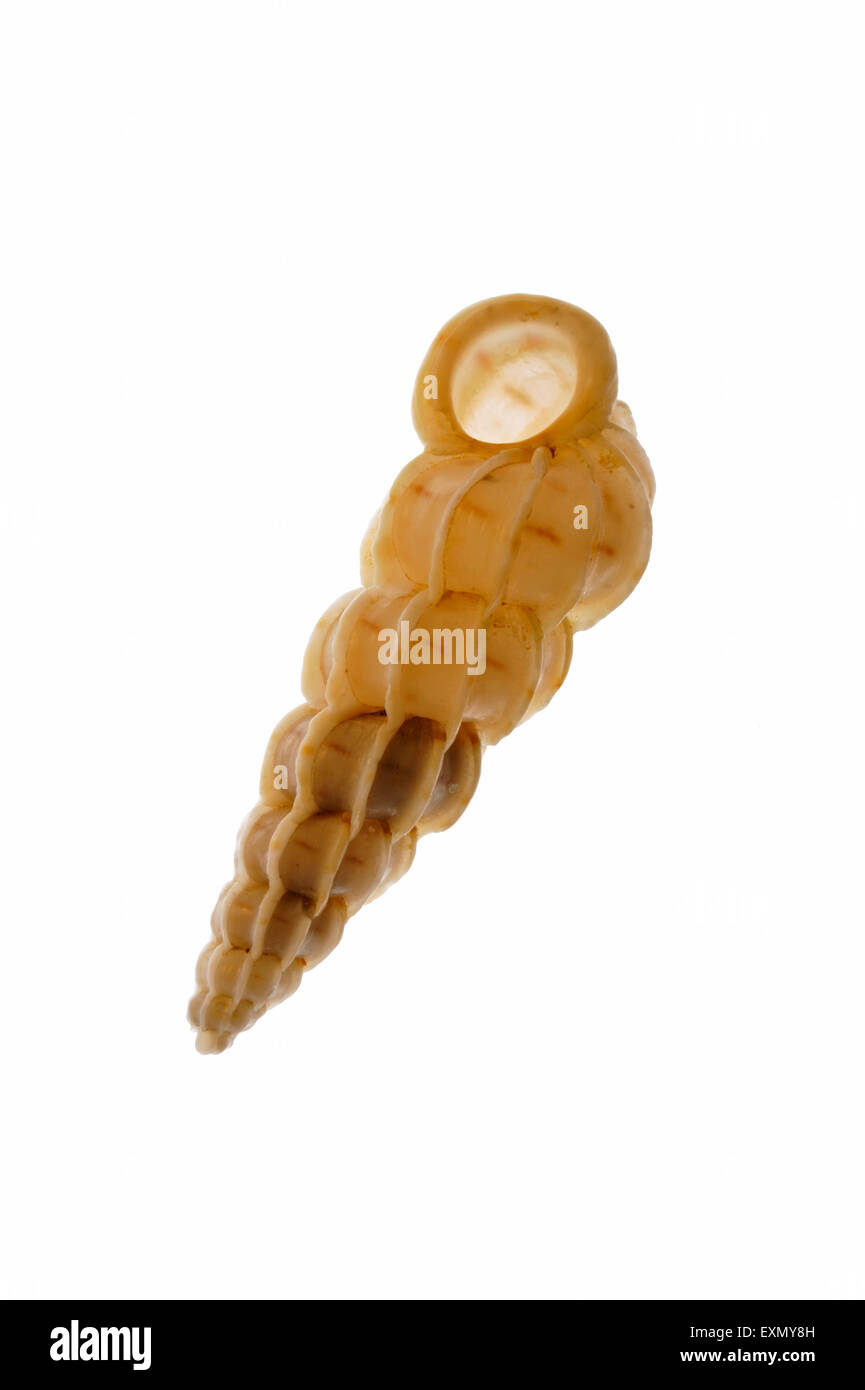 Common wentletrap (Epitonium clathrus) shell on white background Stock ...
