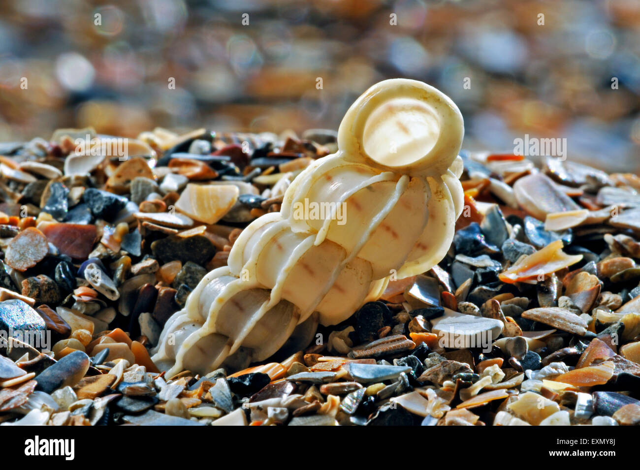 Wentletrap High Resolution Stock Photography and Images - Alamy