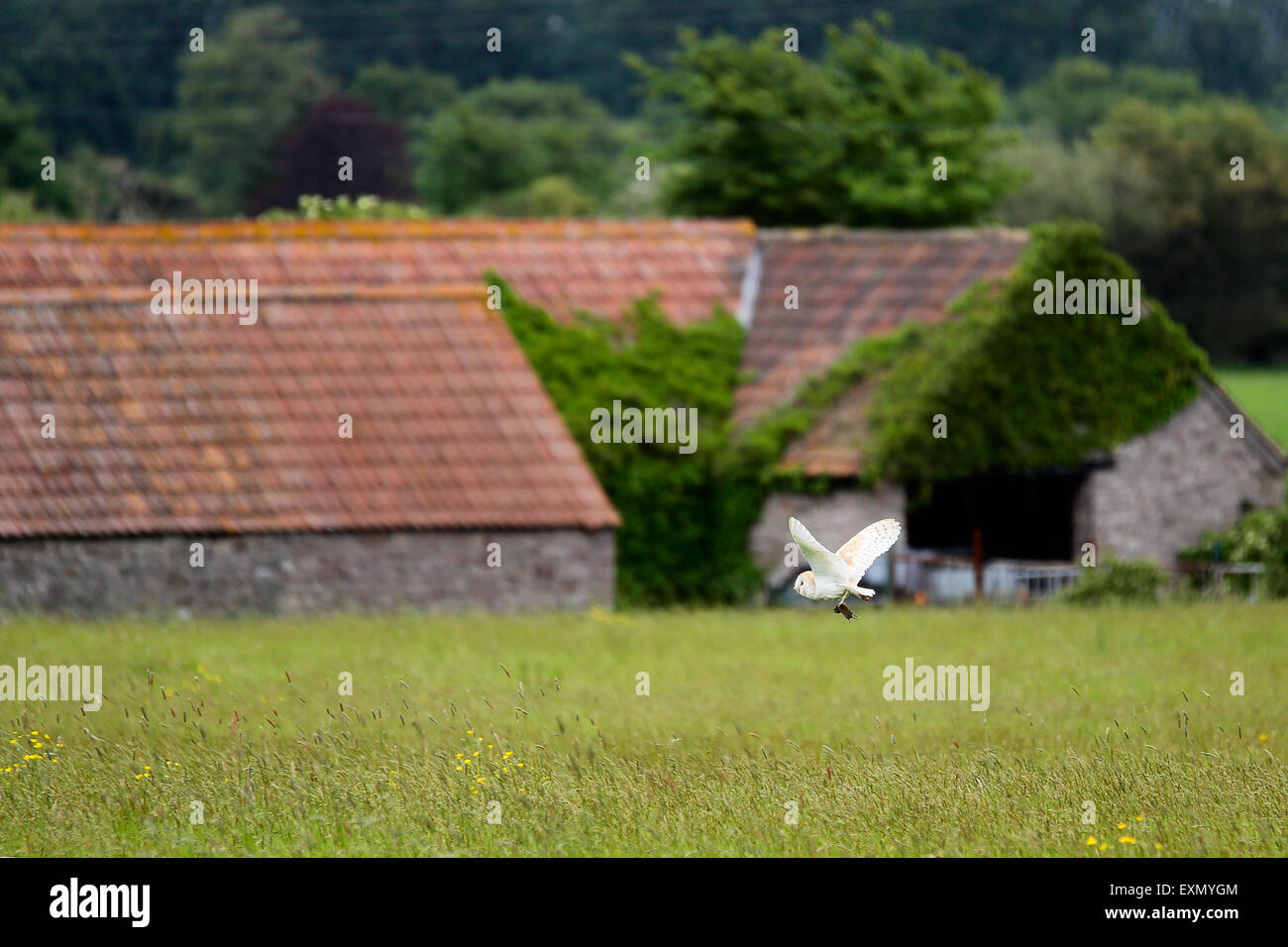 A Barn Owl flying over a meadow and carrying a short tailed vole it has ...