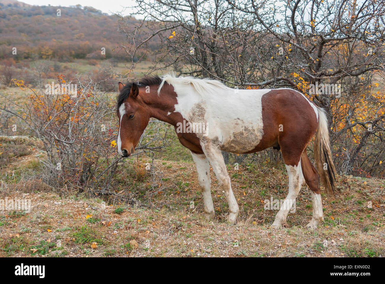 Tatar horse near bush of wild dog-rose in Crimean mountains Stock Photo ...