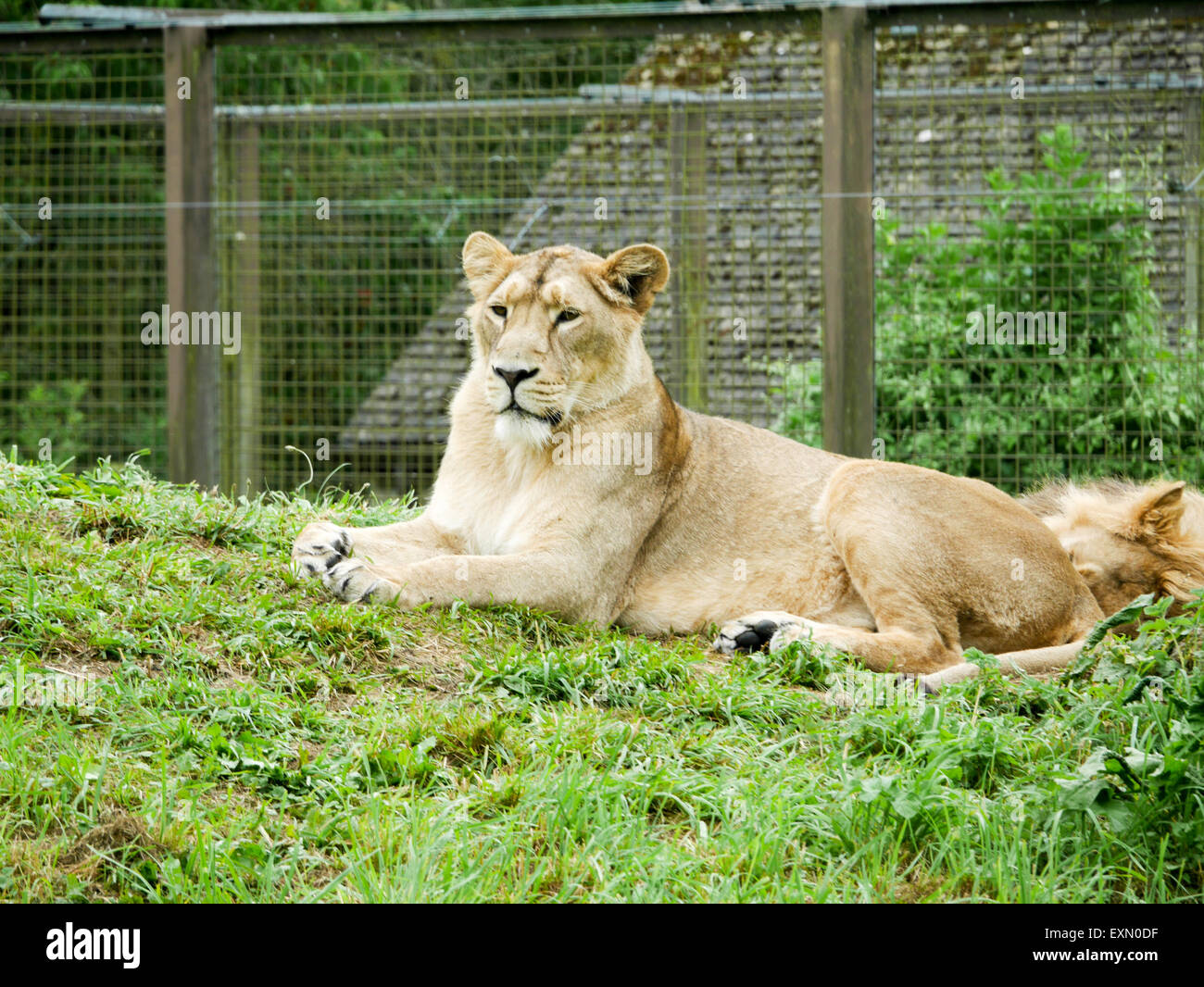 Posing lion hi-res stock photography and images - Alamy