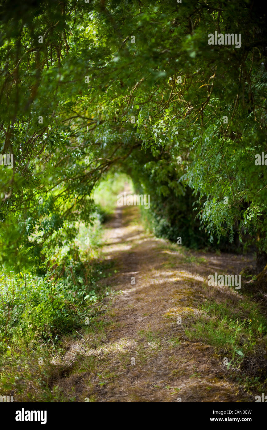 Small tree-lined path in south-western France Stock Photo - Alamy