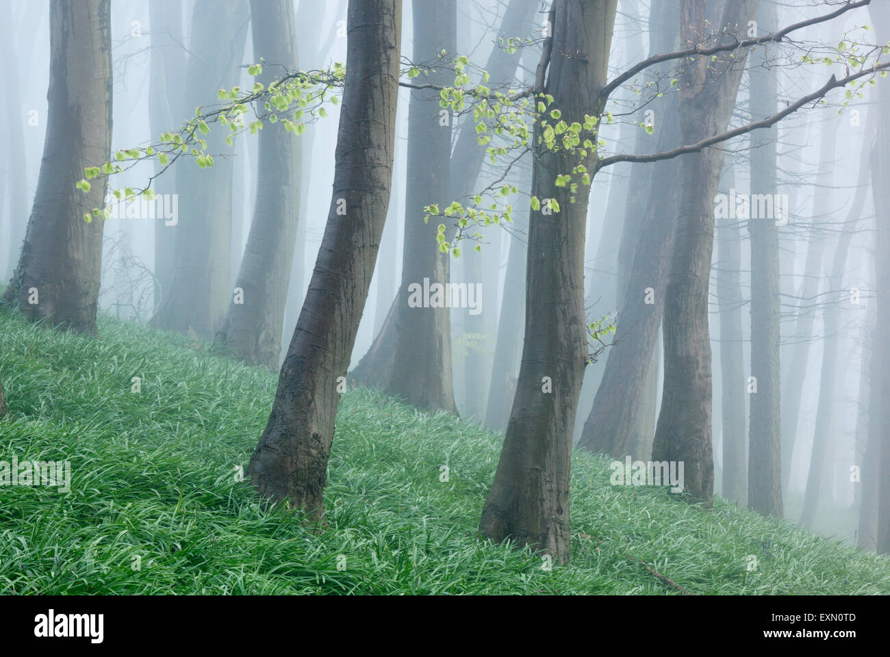 Beech woodland on a misty spring morning. Somerset. UK. Bluebell ...