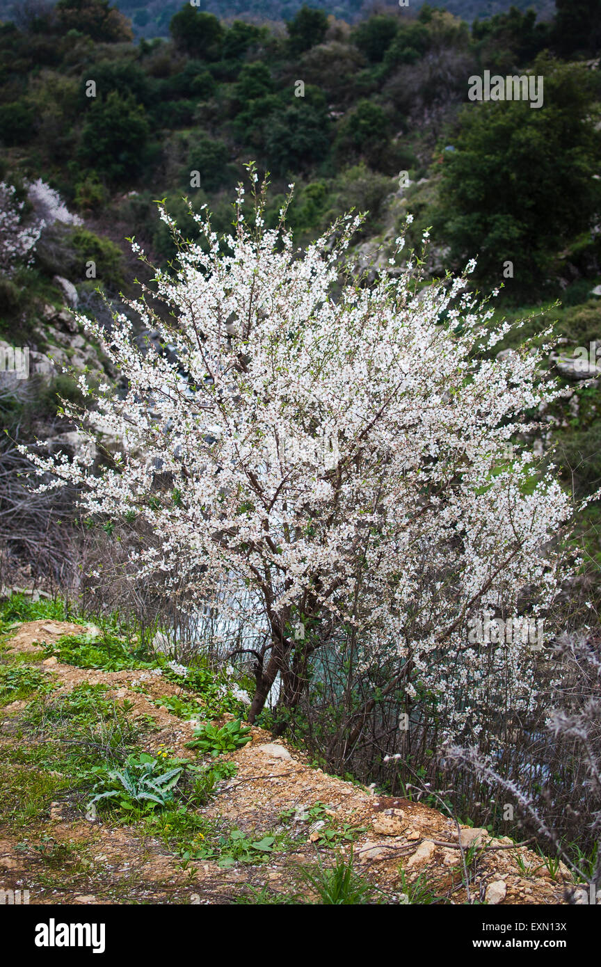 White almond tree flower hi-res stock photography and images - Alamy