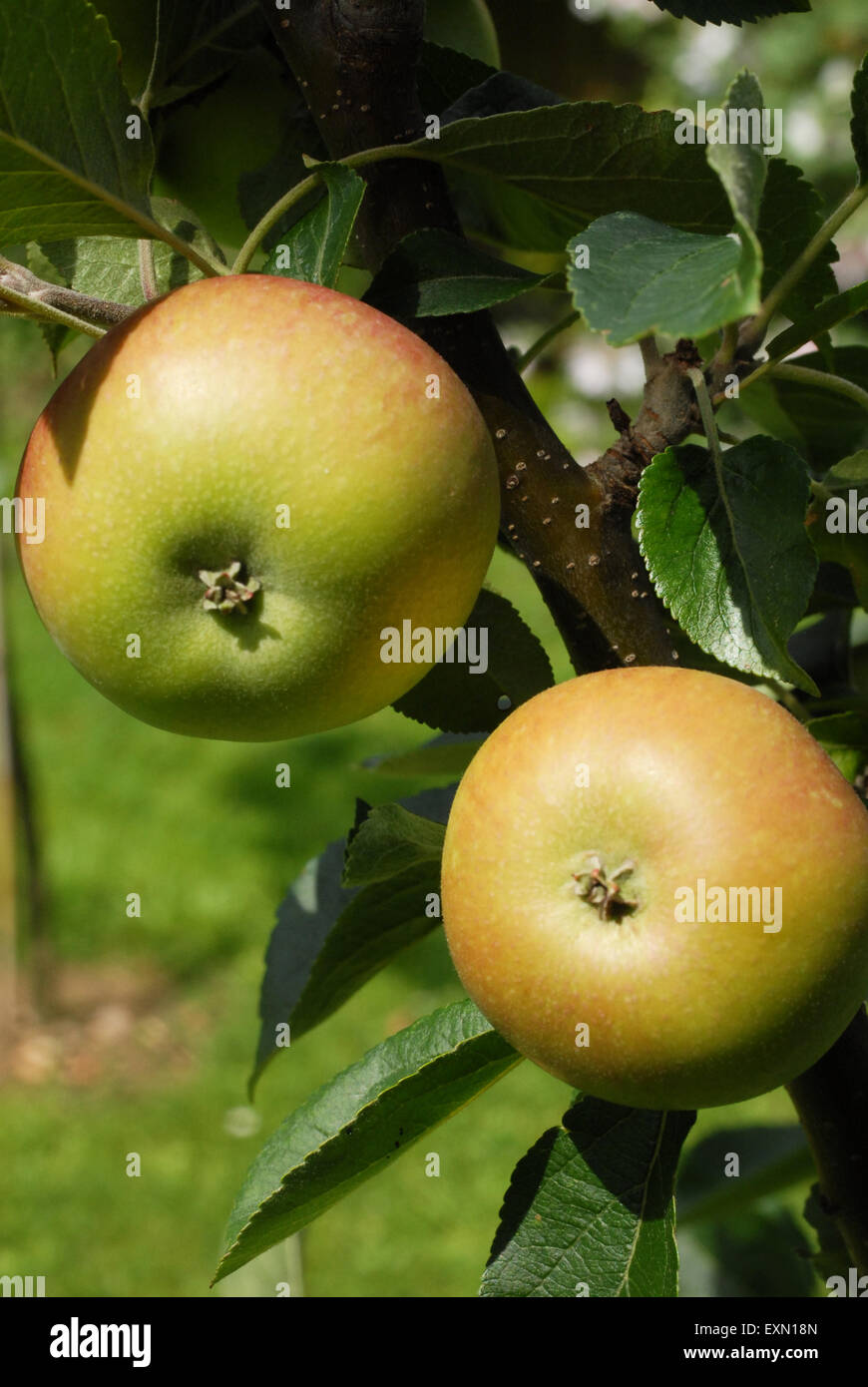 Apples discovery hi-res stock photography and images - Alamy