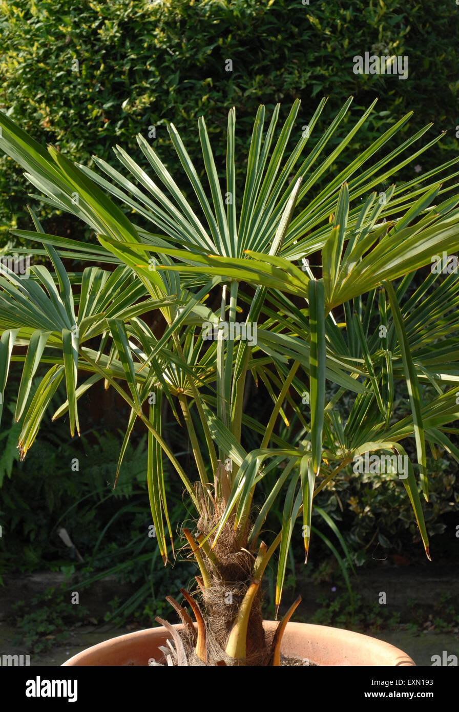 Fan palm container hi-res stock photography and images - Alamy