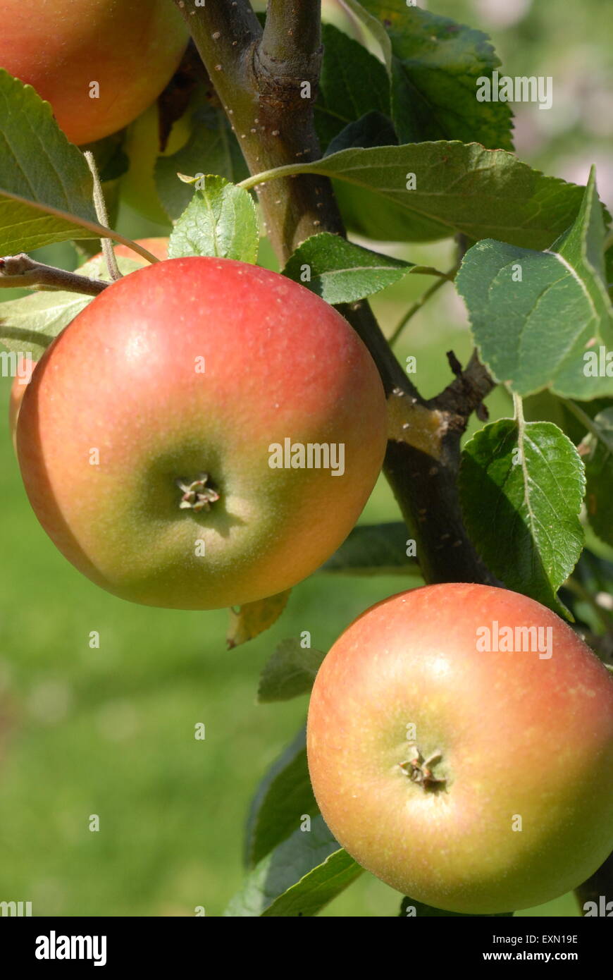 Eating apple, Malus domestica discovery Stock Photo - Alamy