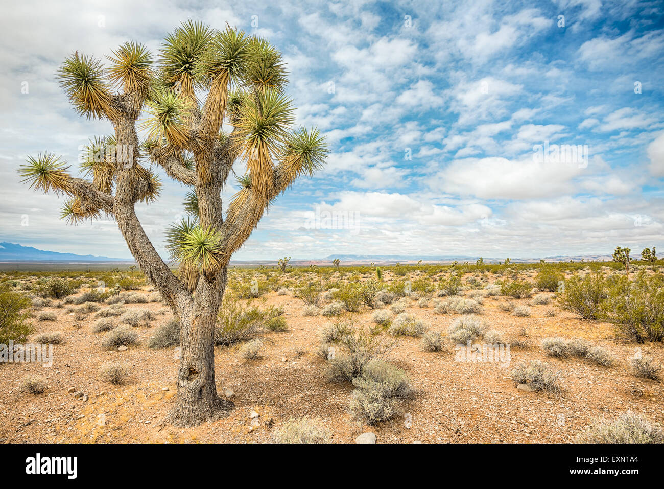 King of the Joshua trees, near Old Highway 91, Beaver Dam Wash National ...