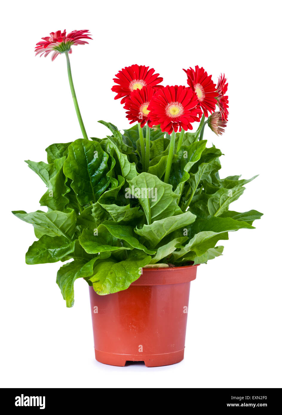 Red gerbera flower in pot isolated on white background Stock Photo - Alamy