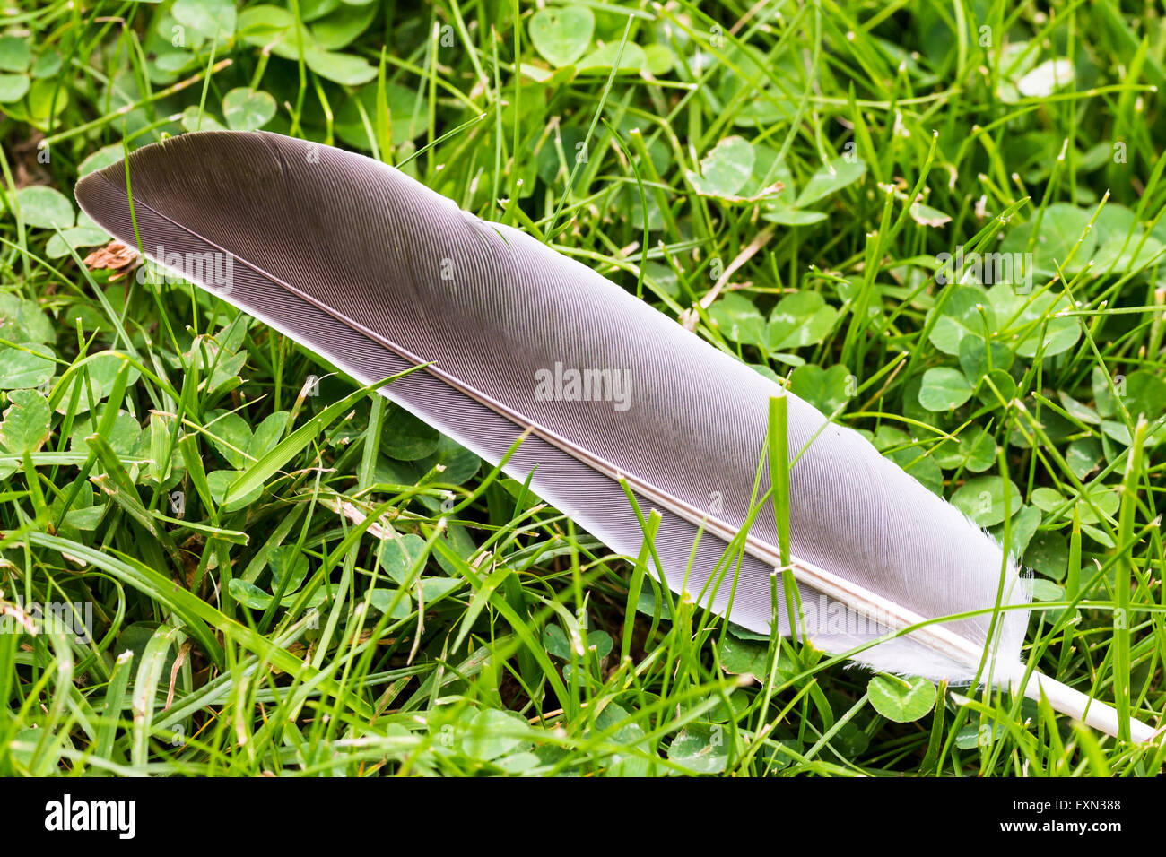 Pigon feather hi-res stock photography and images - Alamy