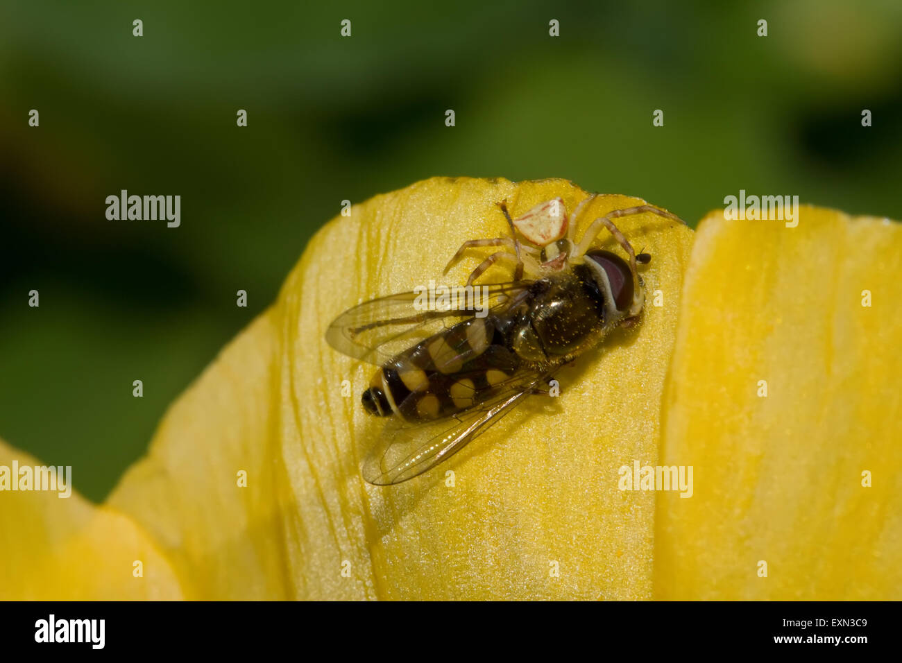 Thomisus sp crab spider hi-res stock photography and images - Alamy