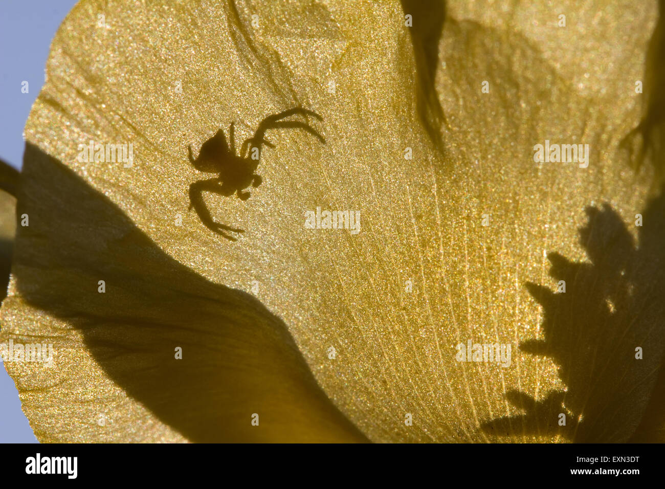 Labidognatha hi-res stock photography and images - Alamy