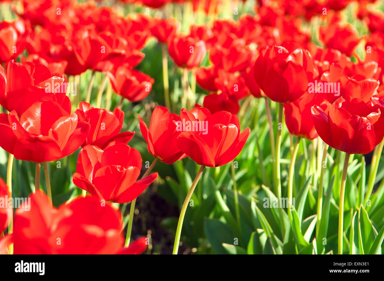 Vibrant tulip colors hi-res stock photography and images - Alamy