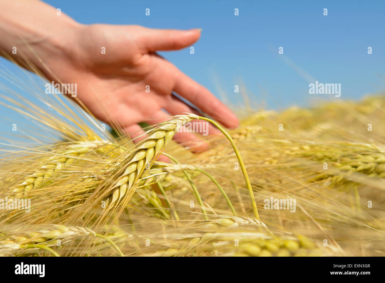 Woman's hand touching spikes Stock Photo - Alamy