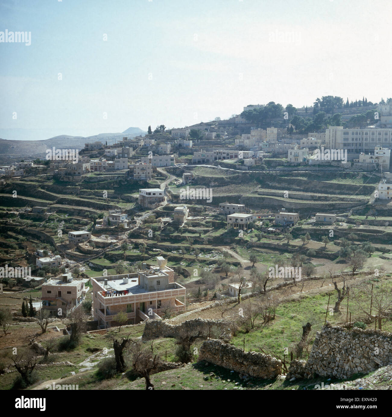 Die Terrassenfelder von Bethlehem, Israel 1970er Jahre. The terrace ...