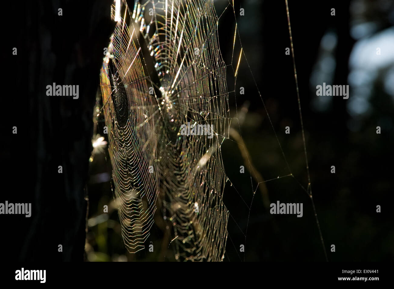 Backlit spiderweb patterns, part of them, emitting iridescent rainbow ...