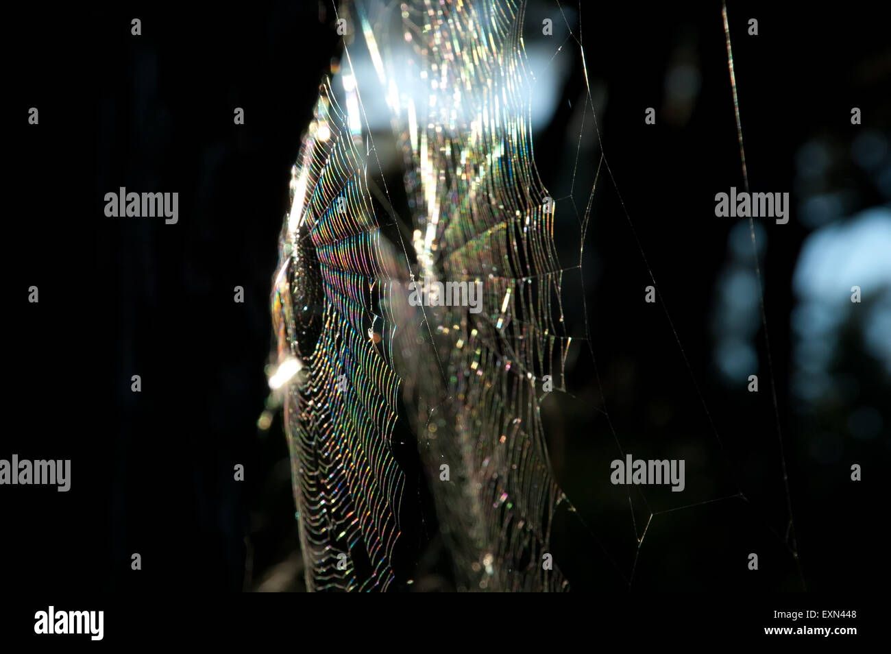 Backlit spiderweb patterns, part of them, emitting iridescent rainbow ...
