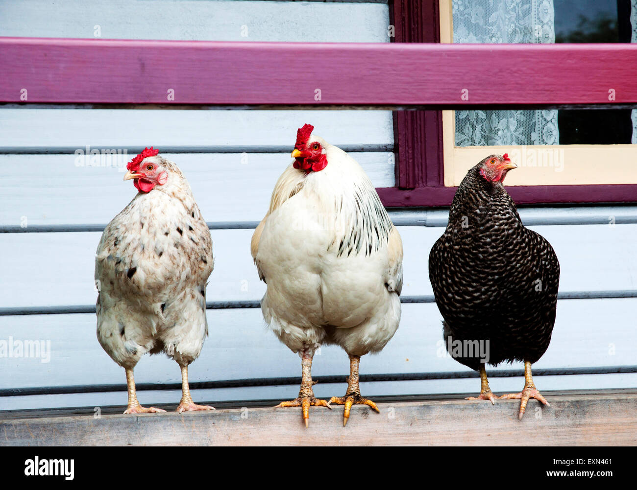 Two Chickens & One Rooster Stock Photo - Alamy
