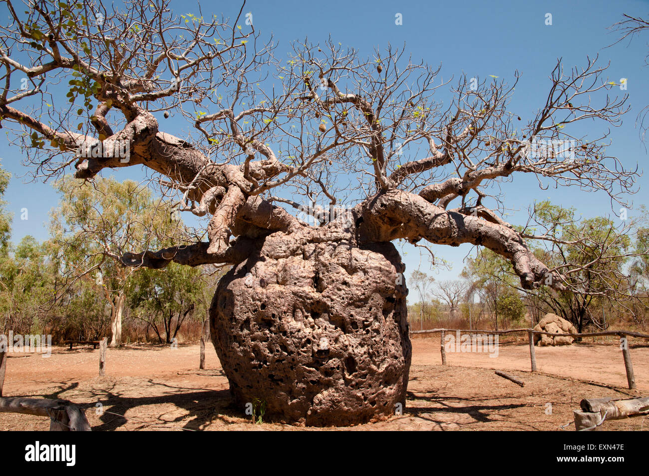 Boab Prison Tree - Kimberley - Australia Stock Photo - Alamy