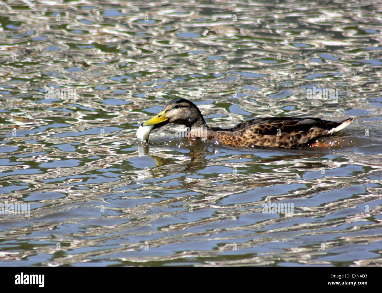 On the Peak Forest Canal in Marple Greater Manchester on a warm sunny ...