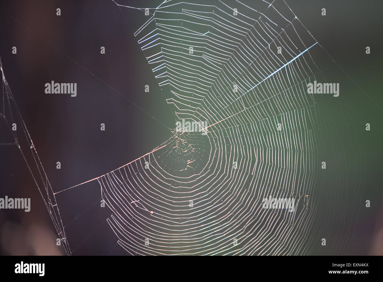 Camouflaged spider web patterns part of them barely visible in the ...