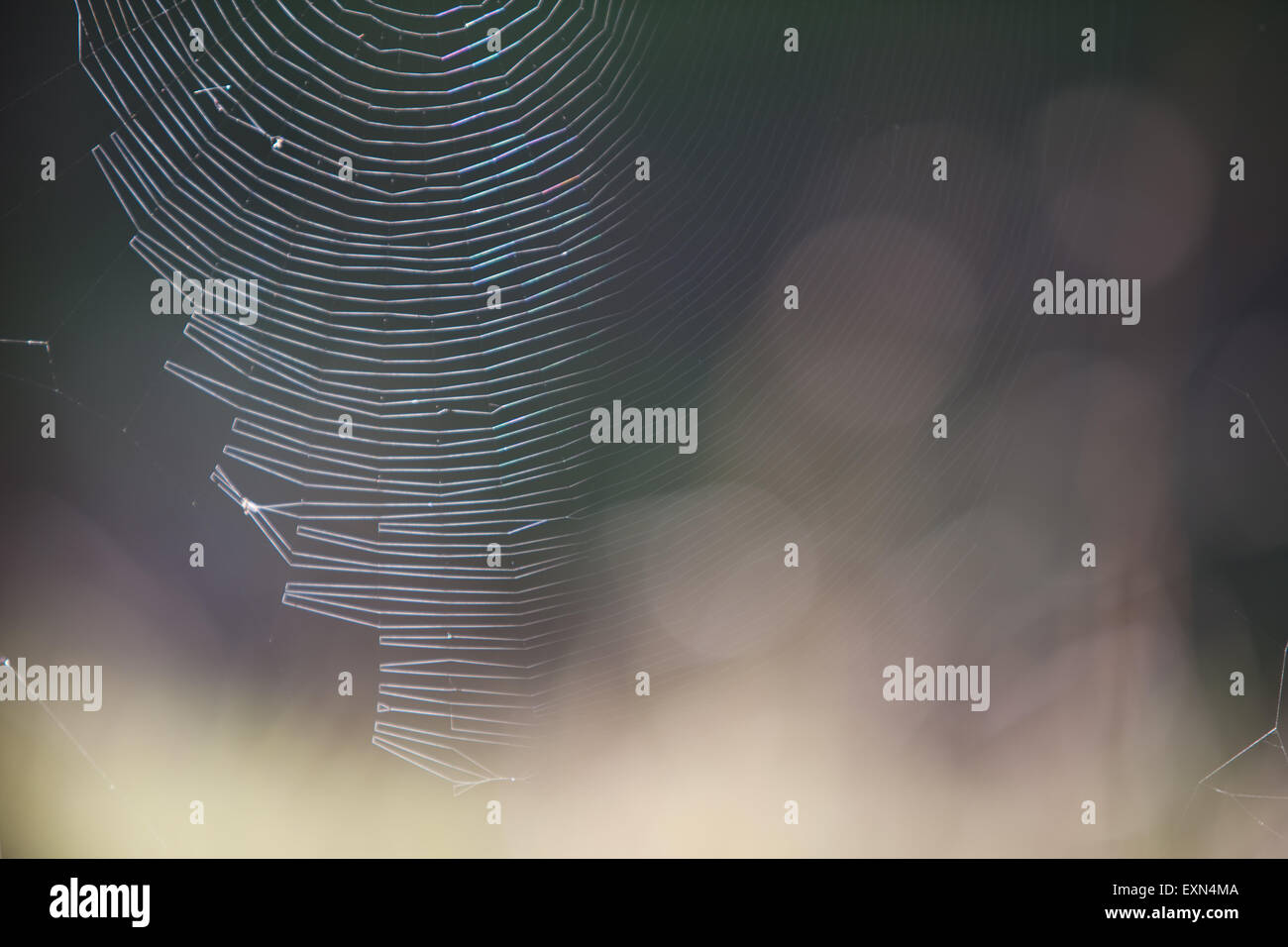 Camouflaged spider web motif part of it is barely visible in the shade ...